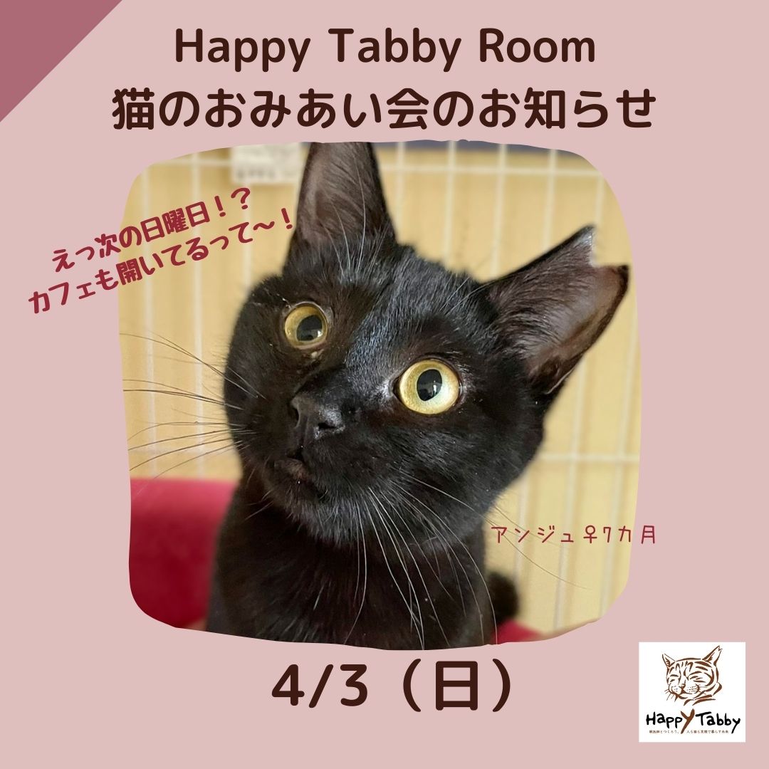 イベント一覧 | Happy Tabby